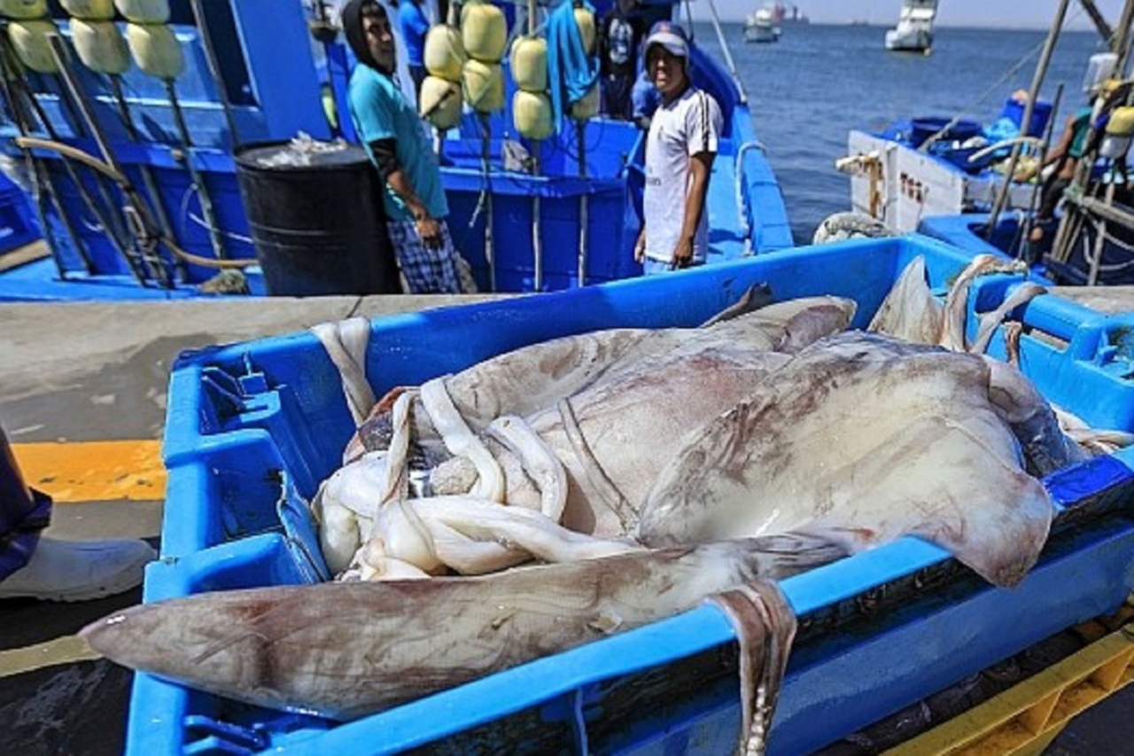 Exportaciones de pota se triplicaron de enero a abril de este año