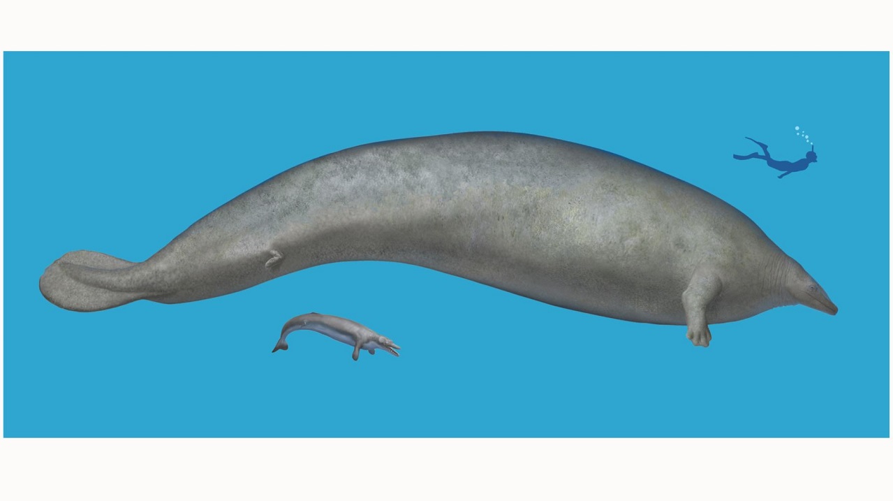 Una antigua ballena hallada en Perú desafía el título de "animal más ...