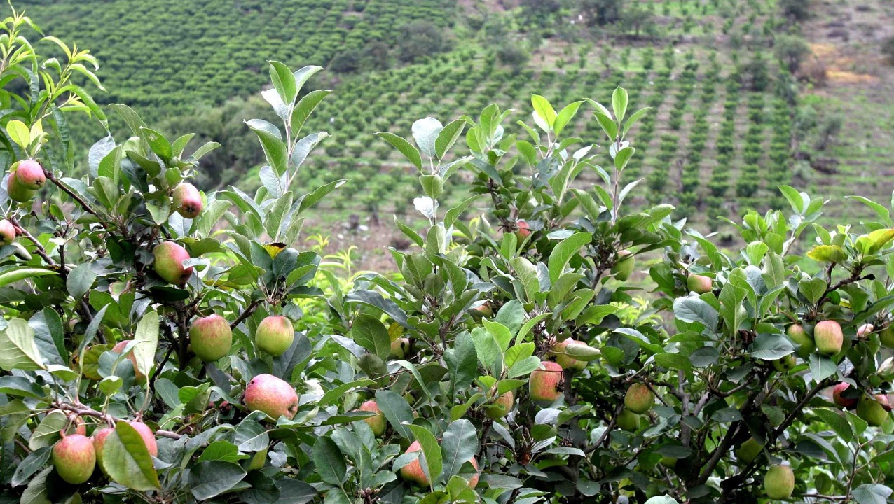 Grupo DC, dueño de Camposol, anuncia transformación en su estructura ...