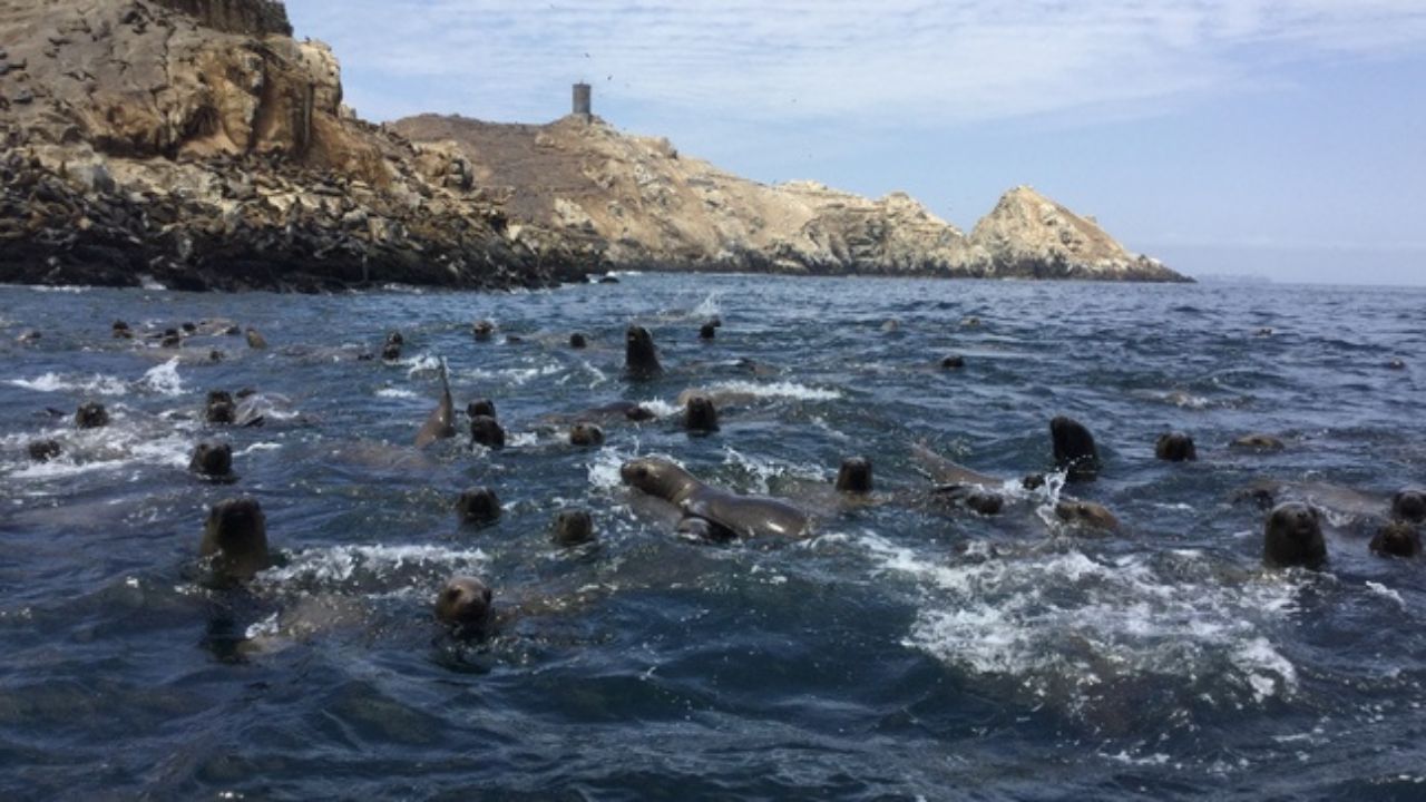 Estas islas ubicadas frente a El Callao recibieron premio internacional ...