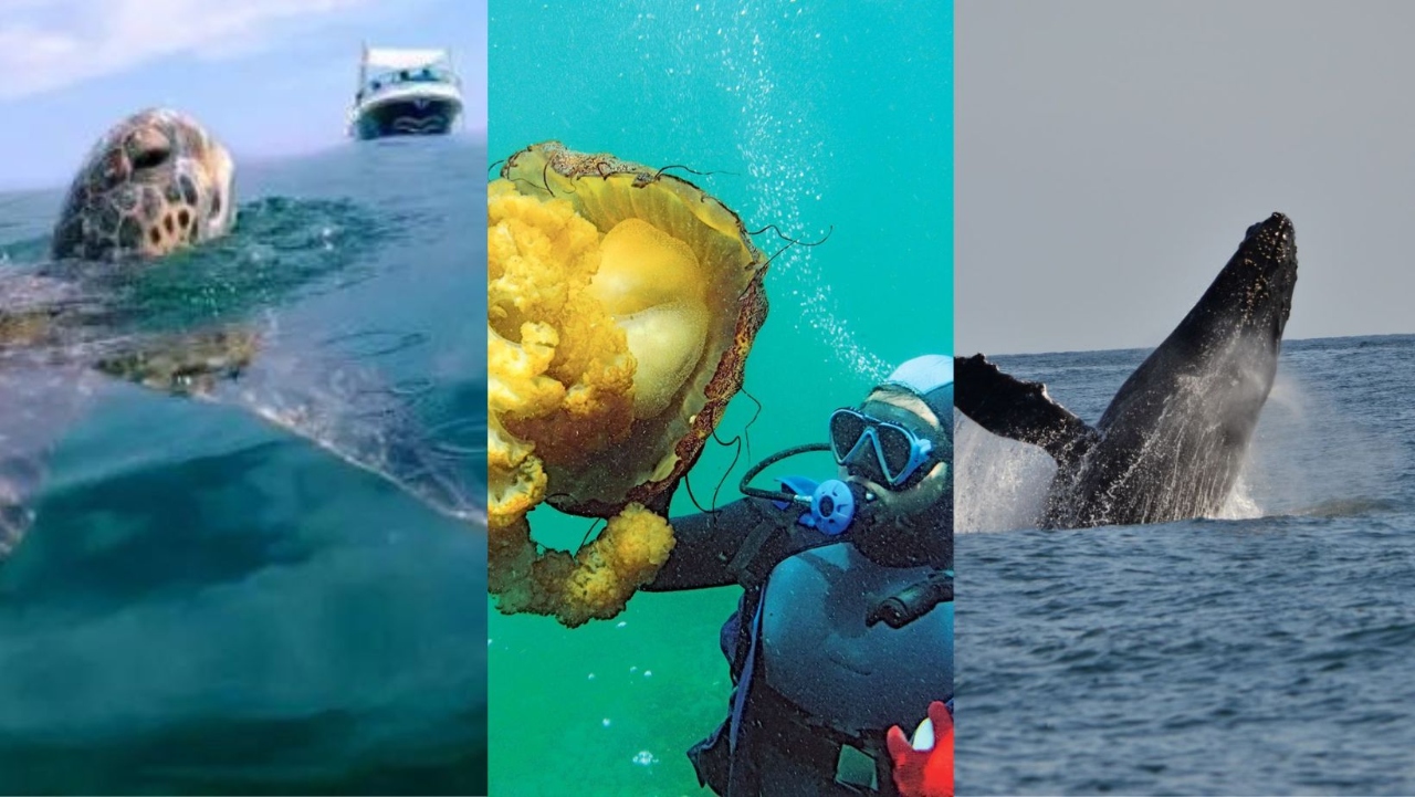 Conoce la nueva 'Reserva Nacional Mar Tropical Grau' en Tumbes y Piura ...